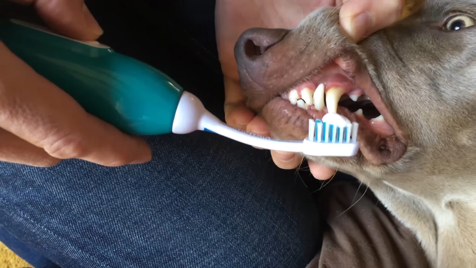 How To Soften Dog Tartar: Dental Health Of Your Pet