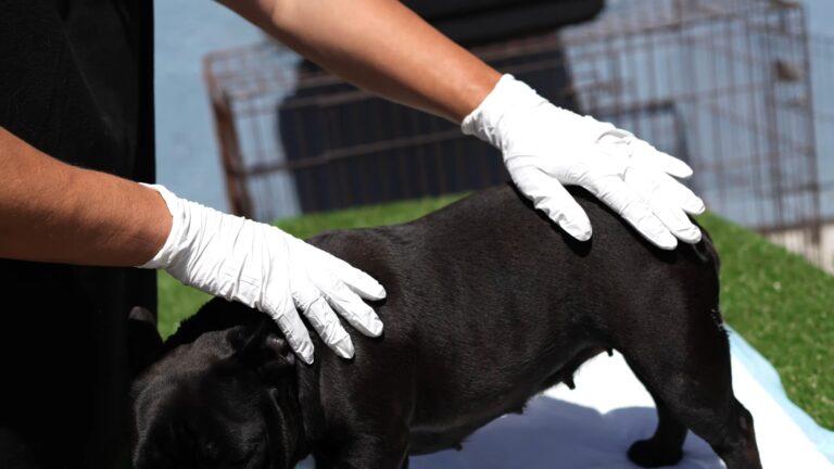 The 5-Step Method to Externally Express a Dog's Glands - Petsrus ...