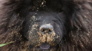 The 5-Step Method to Externally Express a Dog's Glands - Petsrus ...