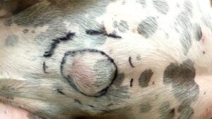 Mast Cell Tumor Dog Life Expectancy - How to Prolong It